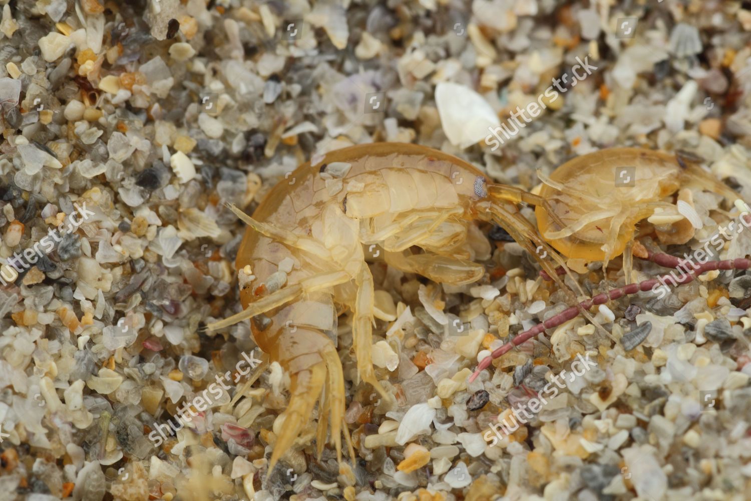 Gammarid Shrimp Gammarus Locusta Two Adults Editorial Stock Photo ...