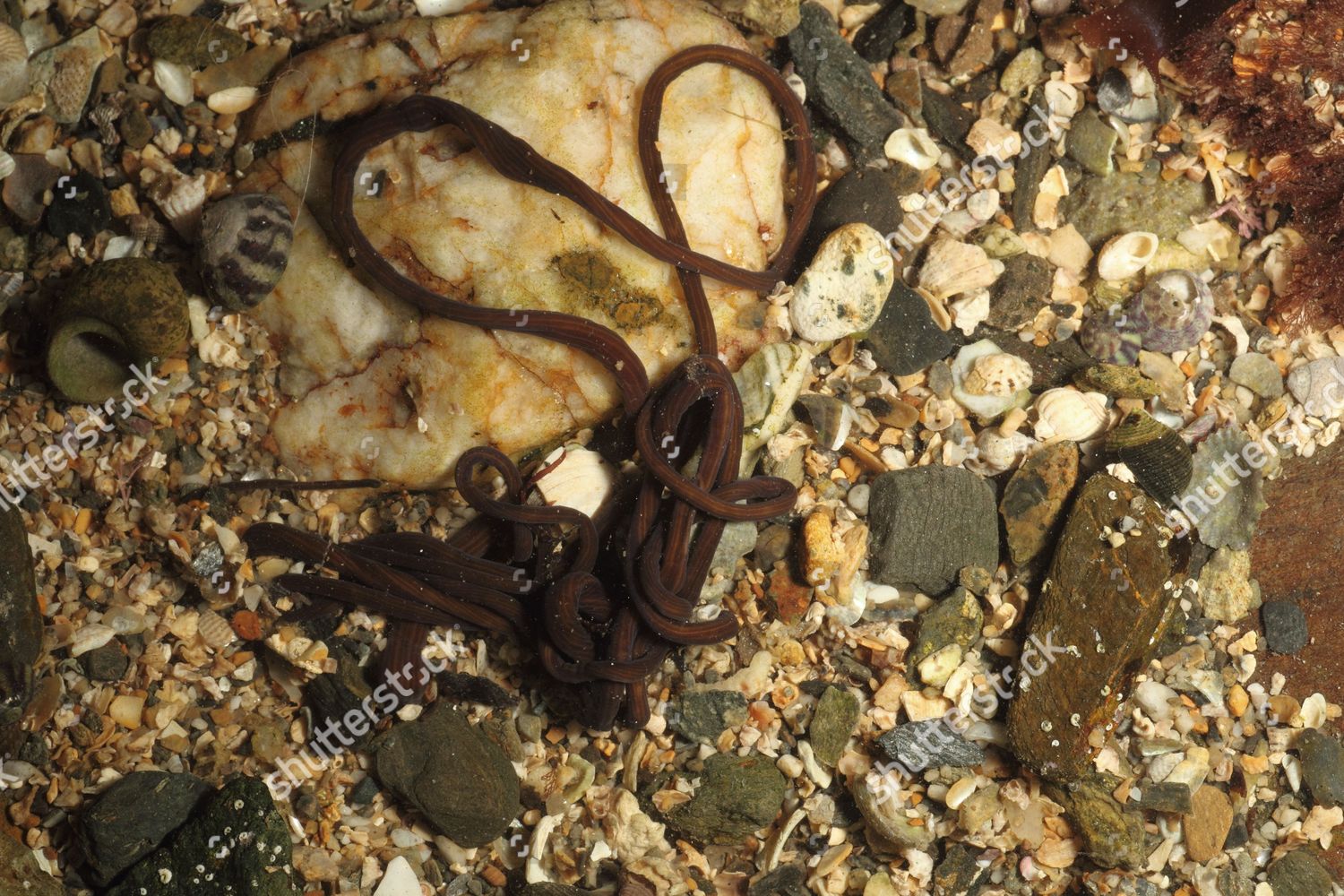 Bootlace Worm Lineus Longissimus Adult Rockpool Editorial Stock Photo ...