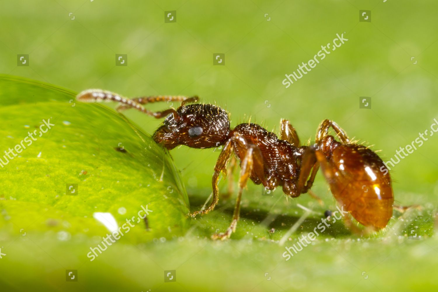 Red Ant Myrmica Rubra Adult Worker Editorial Stock Photo - Stock Image ...