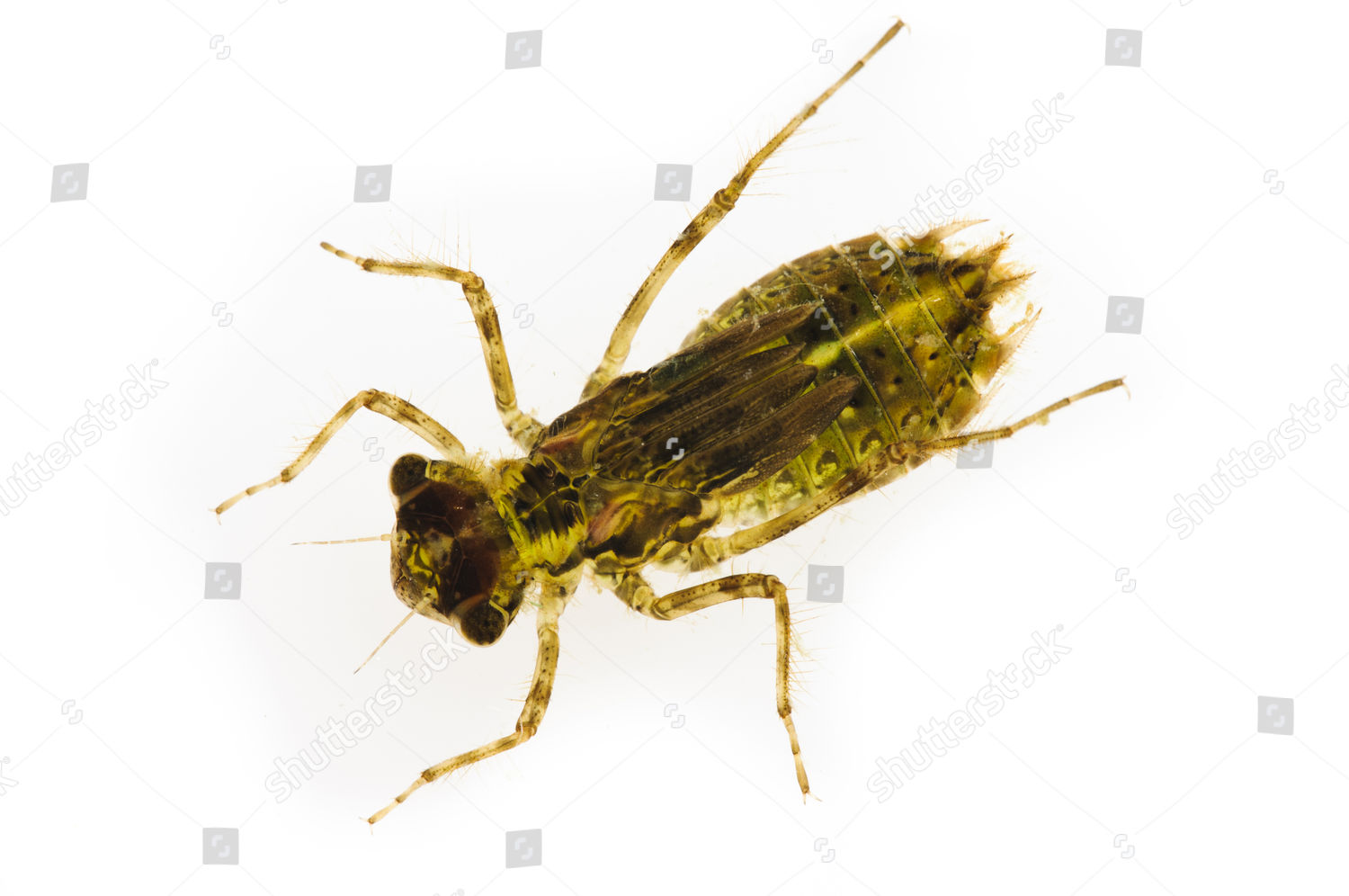 Common Darter Sympetrum Striolatum Nymph Wat Editorial Stock Photo ...