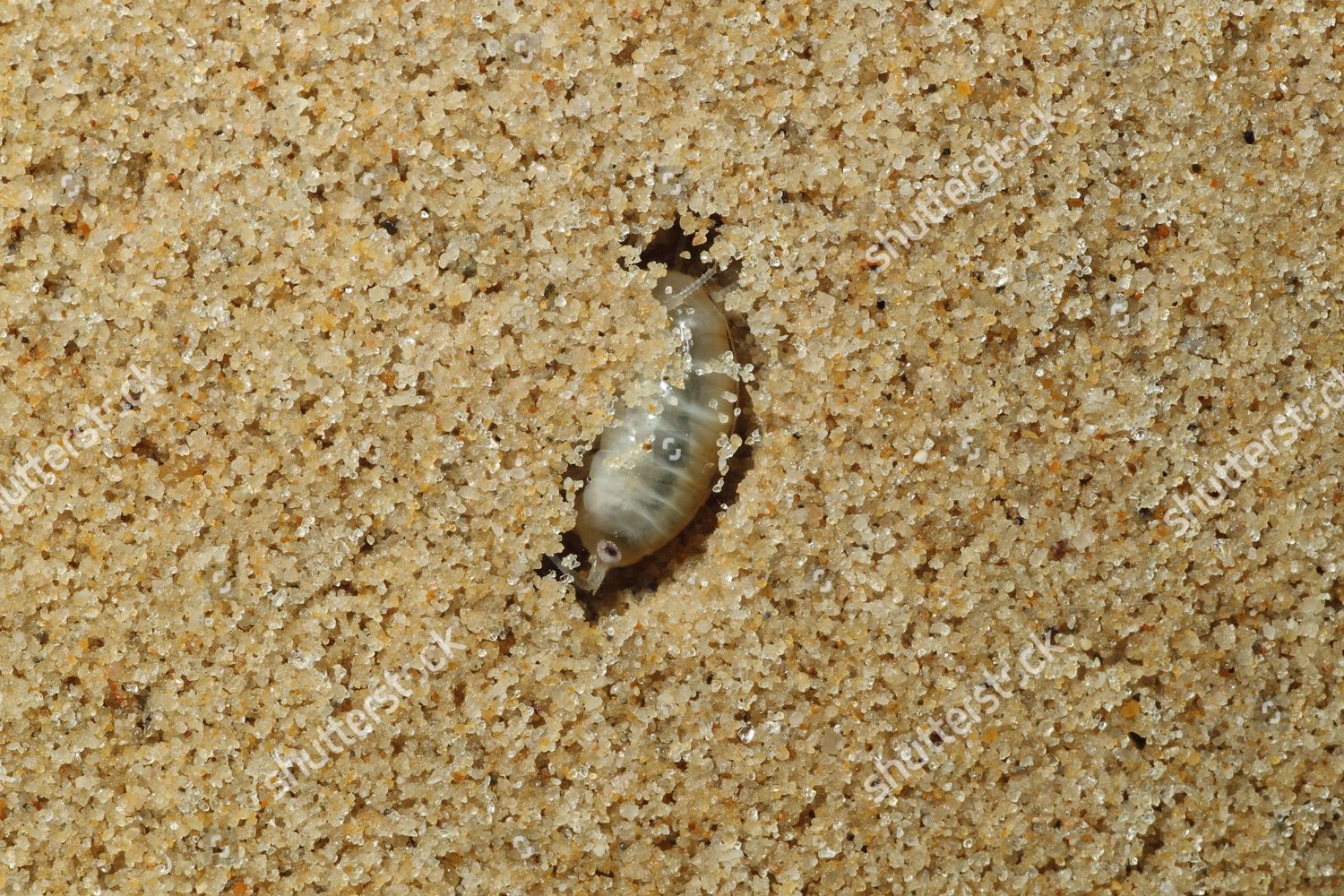 Common Sandhopper Talitrus Saltator Adult Burrowing Editorial Stock ...