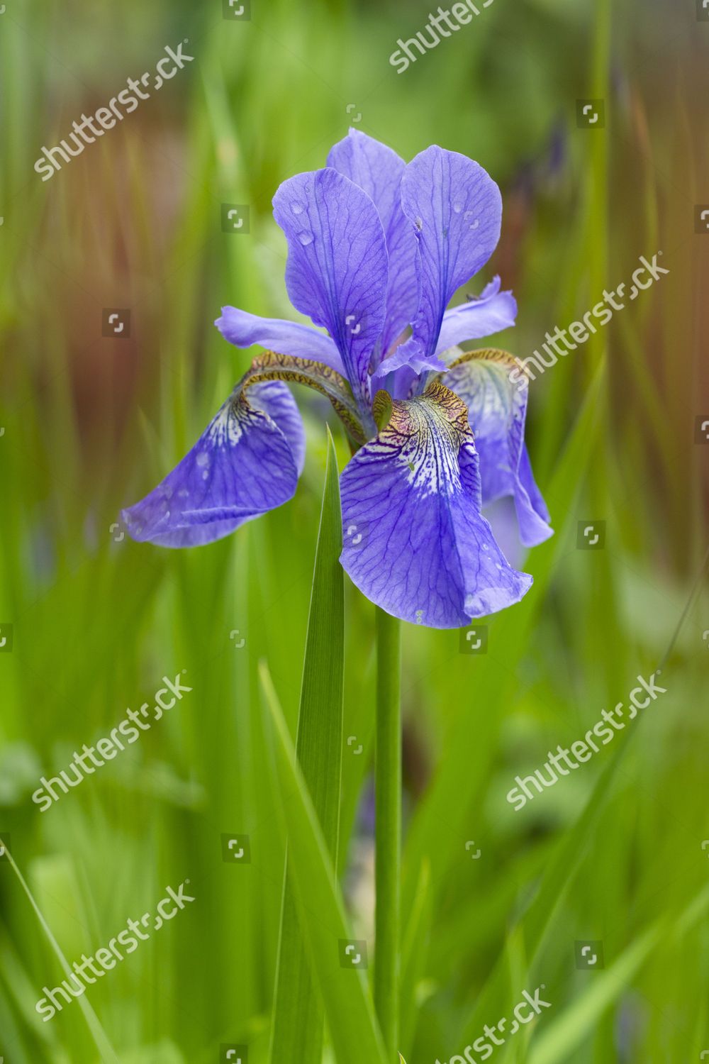 Blue Flag Iris Iris Versicolor Flowering Editorial Stock Photo - Stock ...