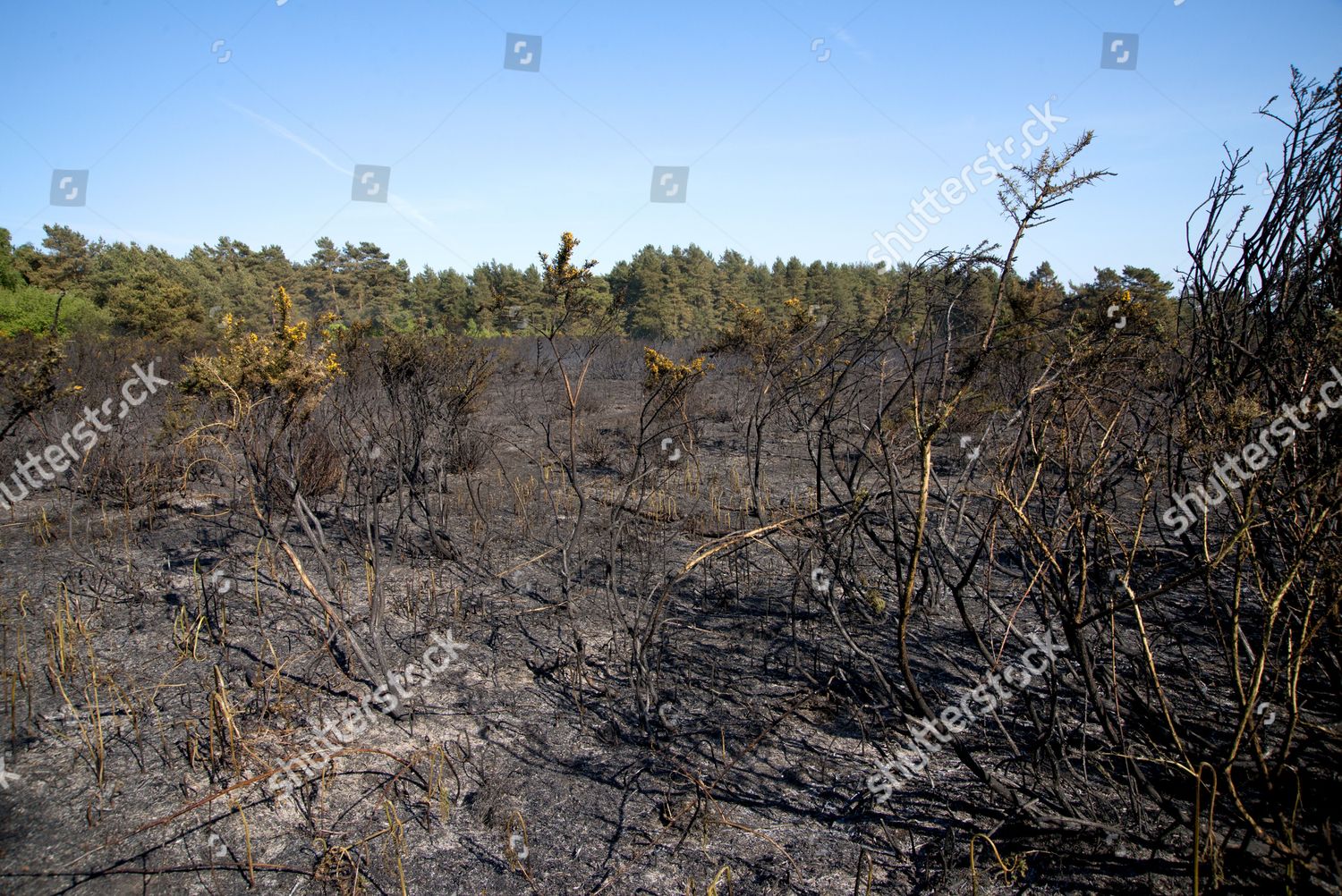 Aftermath Fire On Heathland Caused By Editorial Stock Photo - Stock ...