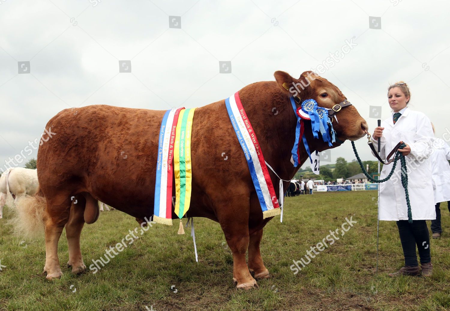 Bertie Mells Park Trust Who Beef Editorial Stock Photo - Stock Image ...
