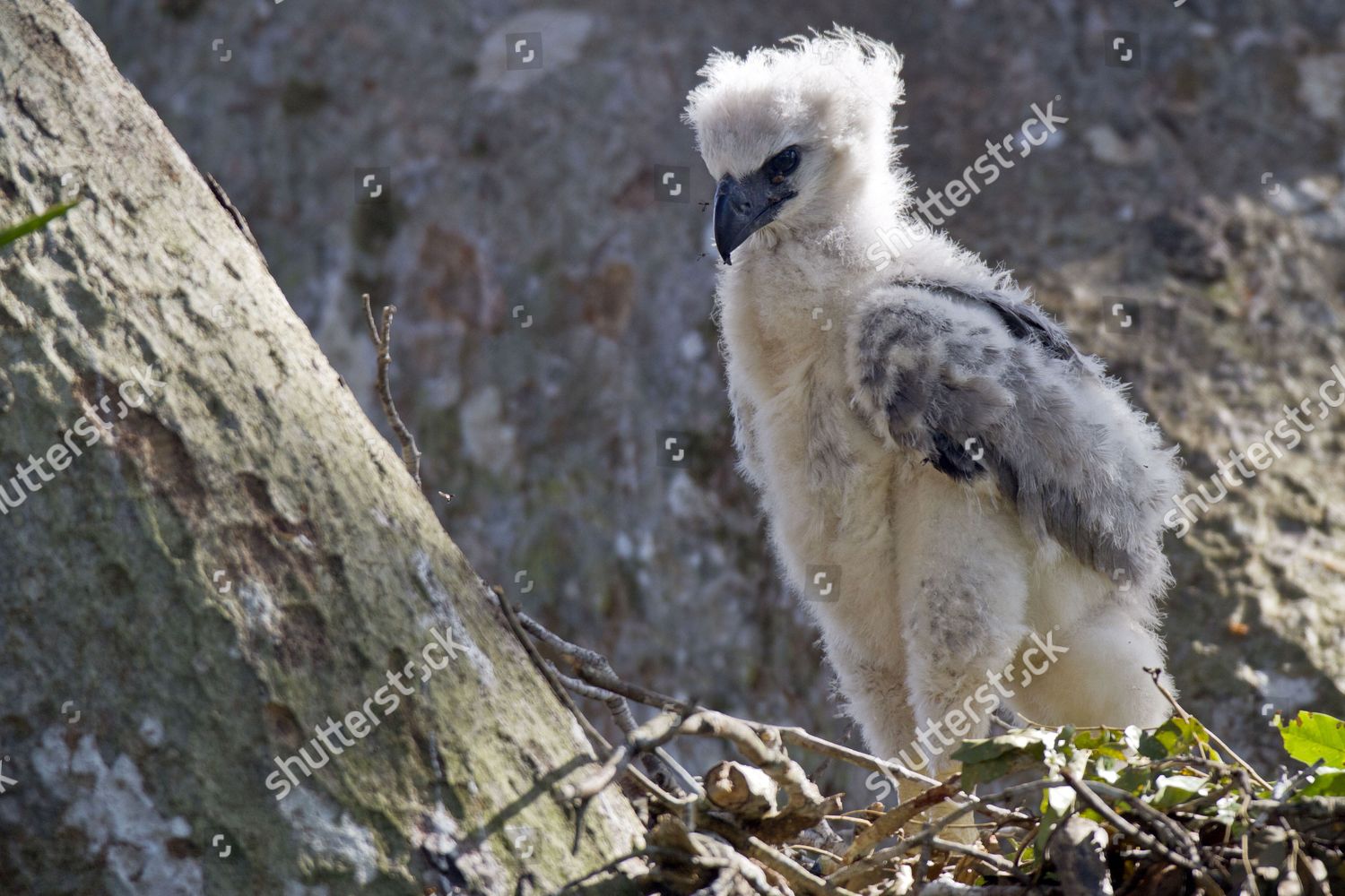 Harpy Eagle Chick Editorial Stock Photo - Stock Image | Shutterstock