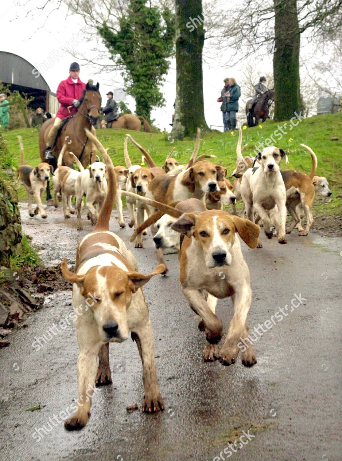 Exmoor Foxhounds During Hunt Editorial Stock Photo - Stock Image ...