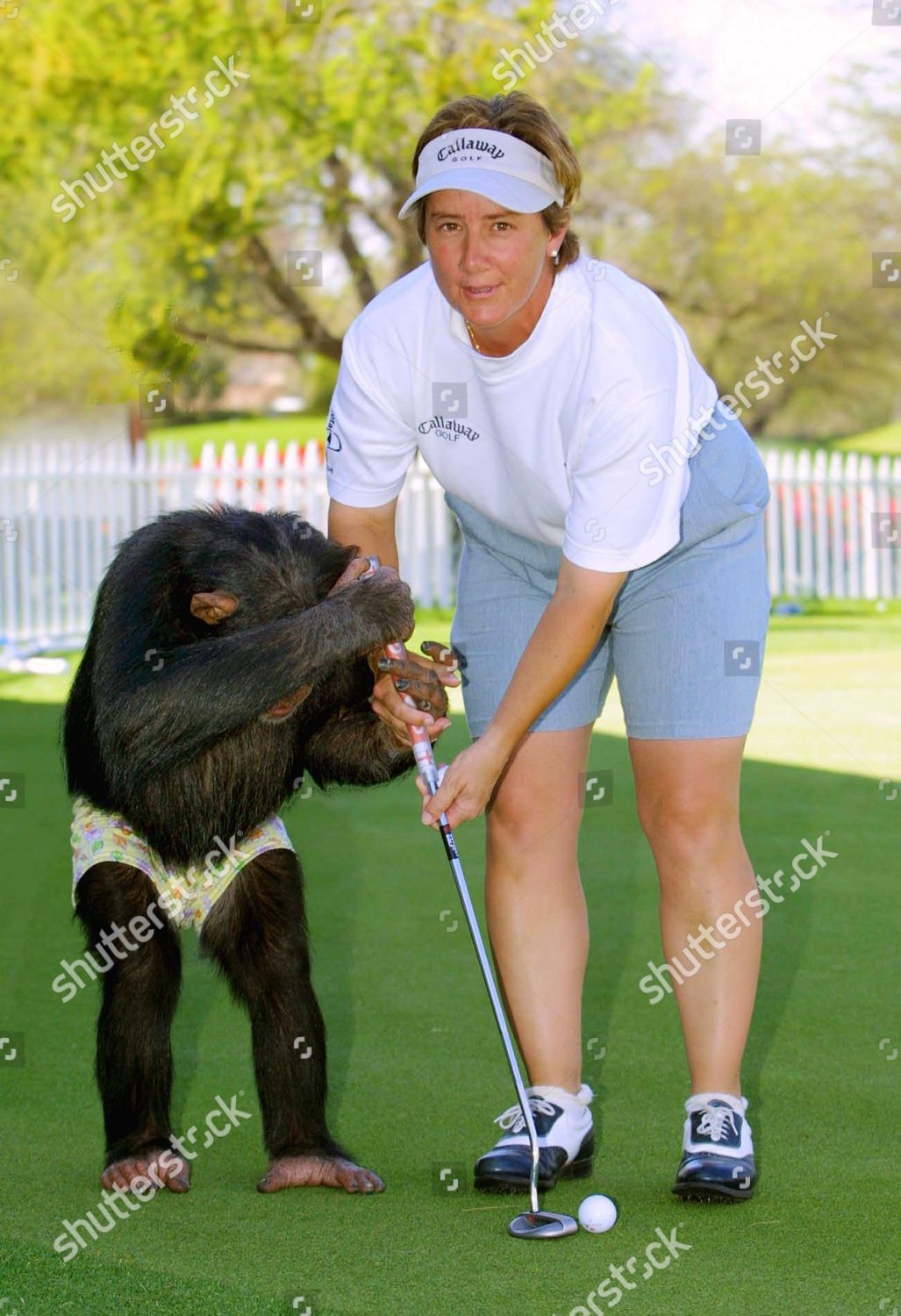 Alison Nicholas Playing Golf Angel Chimp Editorial Stock Photo - Stock ...