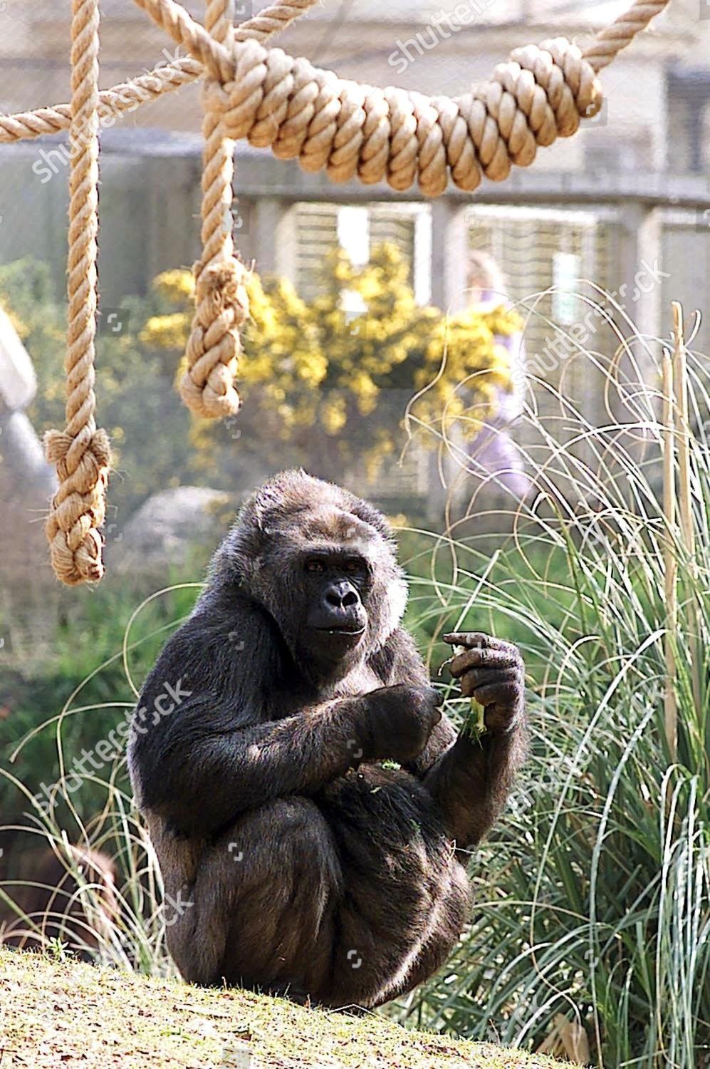Romina Western Lowland Gorilla After Successful Editorial Stock Photo ... Romina Western Lowland Gorilla After Successful Editorial Stock Photo ...