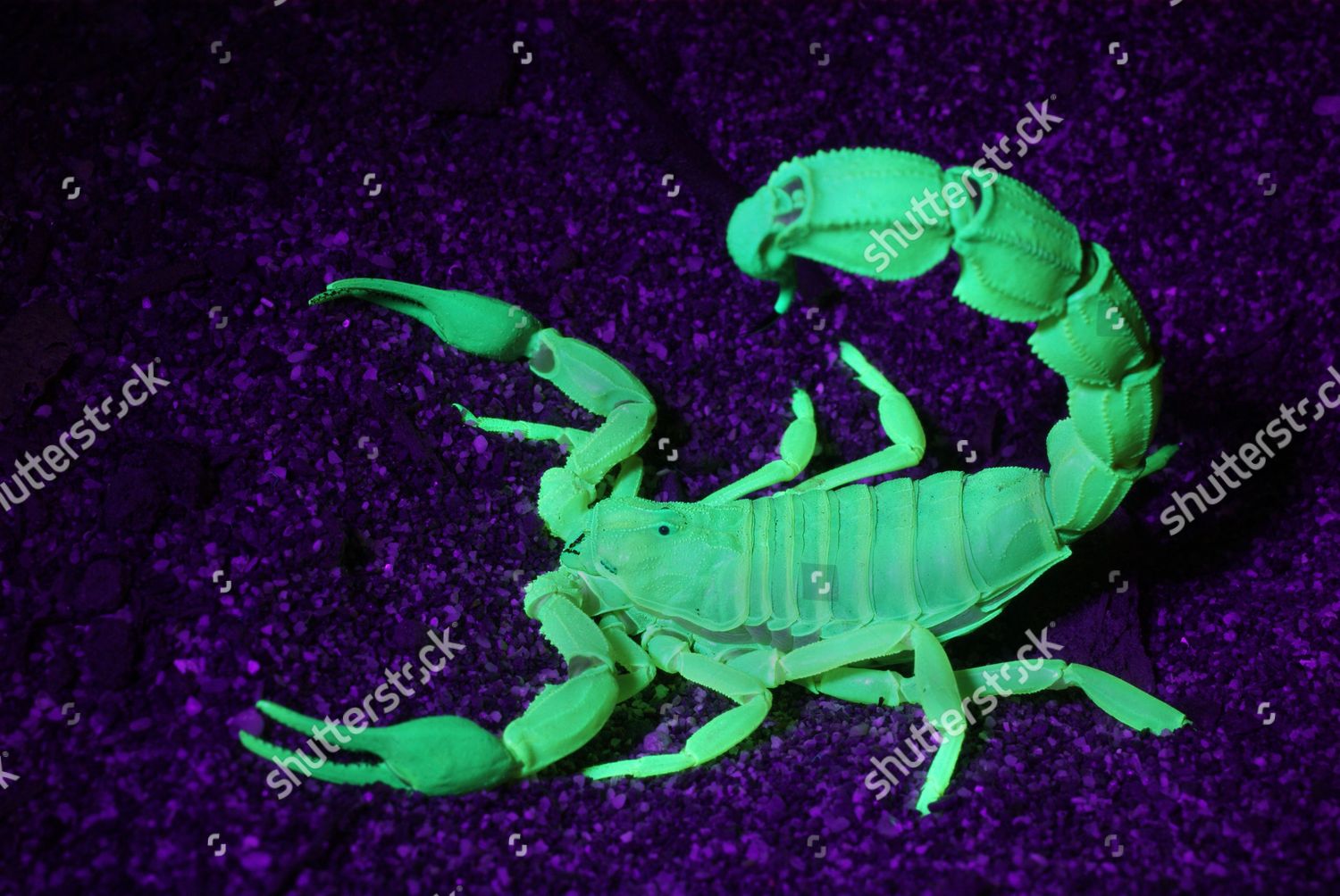 Desert Scorpion Androctonus Australis Looking Fluorescent Editorial ...