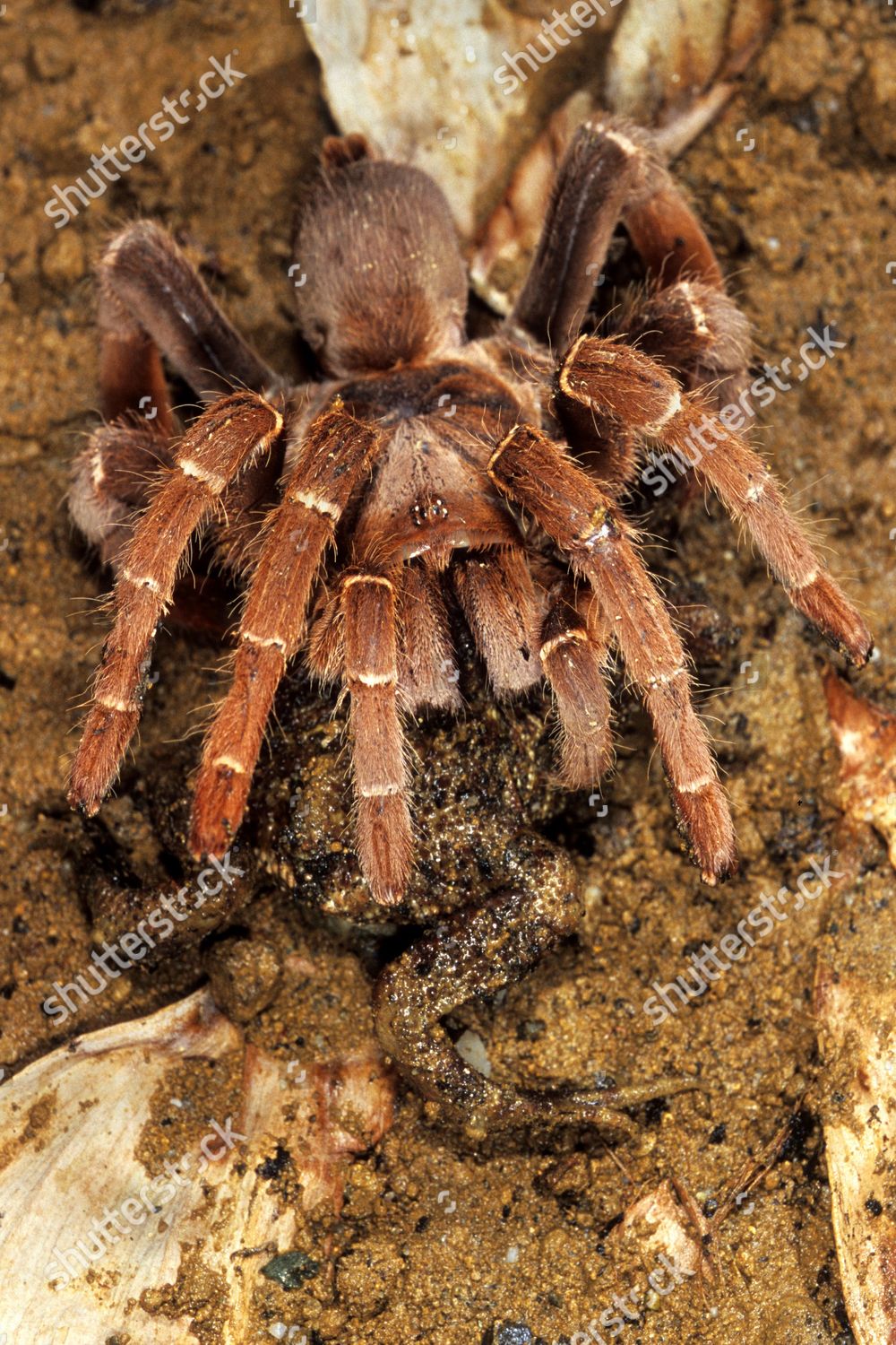 King Baboon Spider Citharischius Crawshayi Very Editorial Stock Photo ...