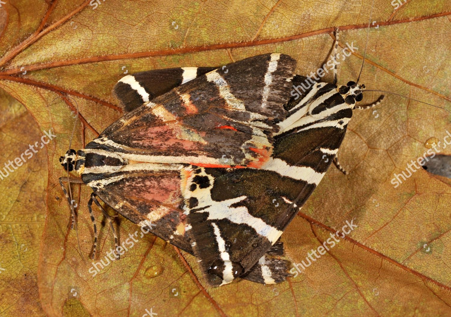 Greece Rhodes Island Jersey Tiger Moth Editorial Stock Photo - Stock ...
