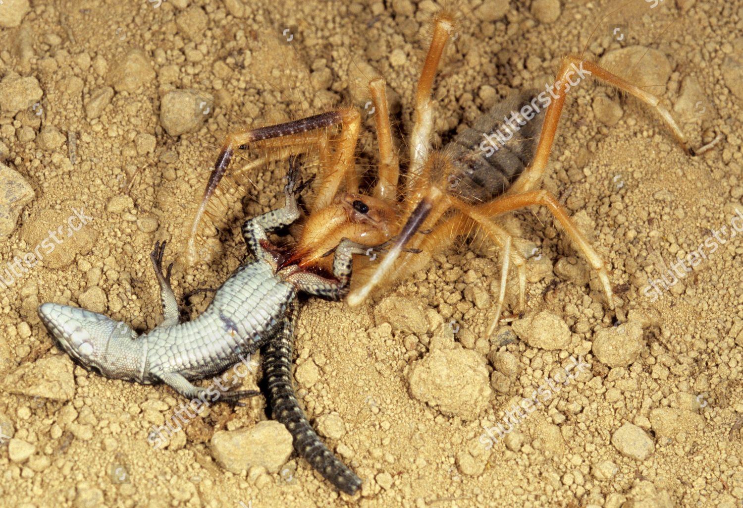 Solifugid Galeodes Grantii Eating Lizard Egypt Editorial Stock Photo ...