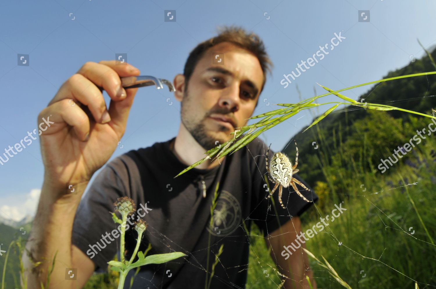Marco Isaia Arachnologist Collecting Spider Aculepeira Editorial Stock ...