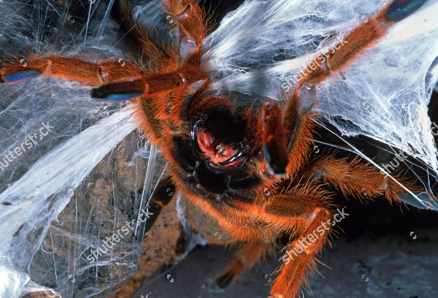 Baboon Spider Pterinochilus Murinus On Threat Editorial Stock Photo ...