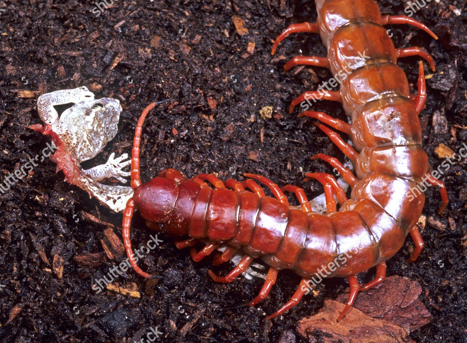 Giant Centipede Scolopendra Morsitans Eating Emydactilus Editorial ...