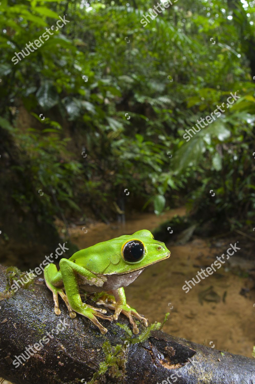 Phyllomedusa Camba Rather New Species Monkey Editorial Stock Photo ...