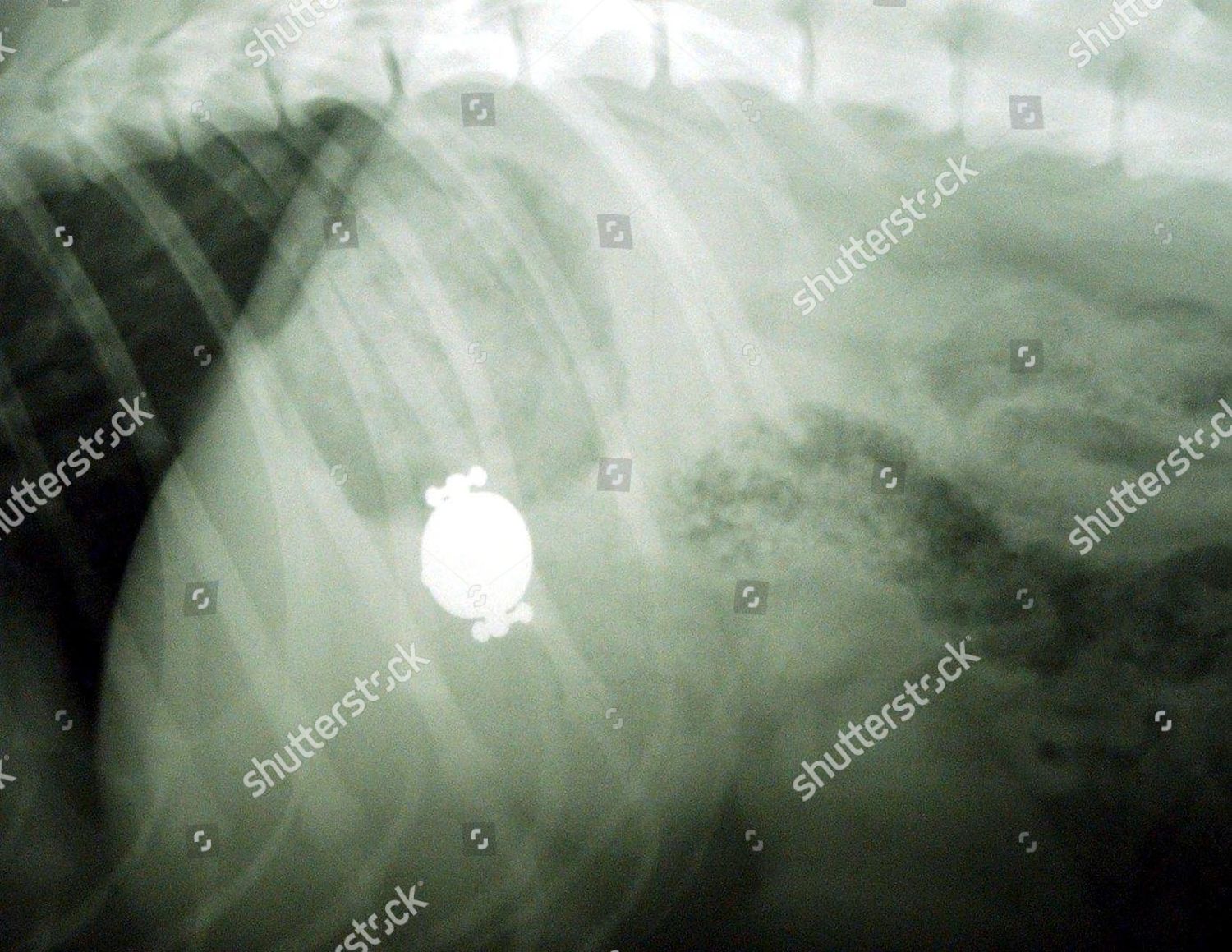 Xray Lulu Labradors Stomach Showing Gucci Editorial Stock Photo - Stock ...