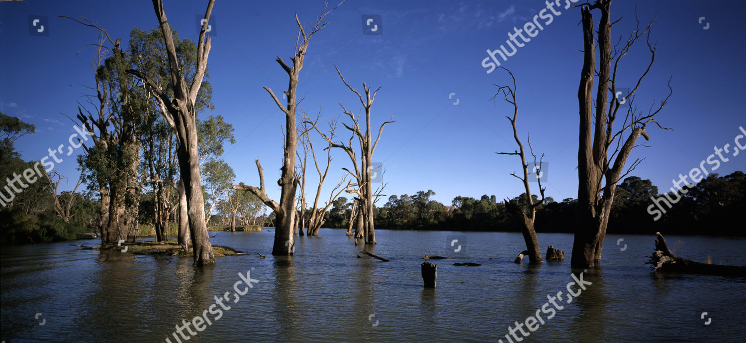 Murray River Dead Eucalyptus Trees Flooded Editorial Stock Photo ...