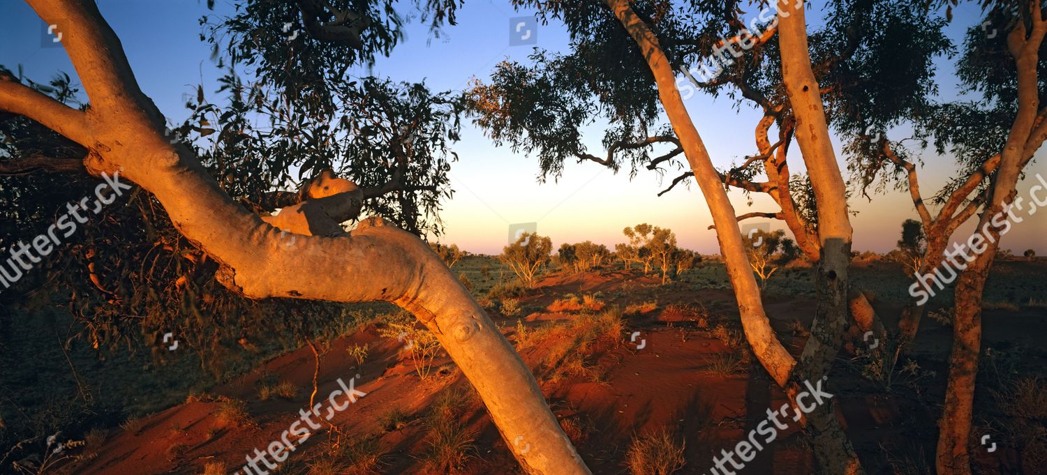 Great Sandy Desert Western Australia Editorial Stock Photo - Stock ...