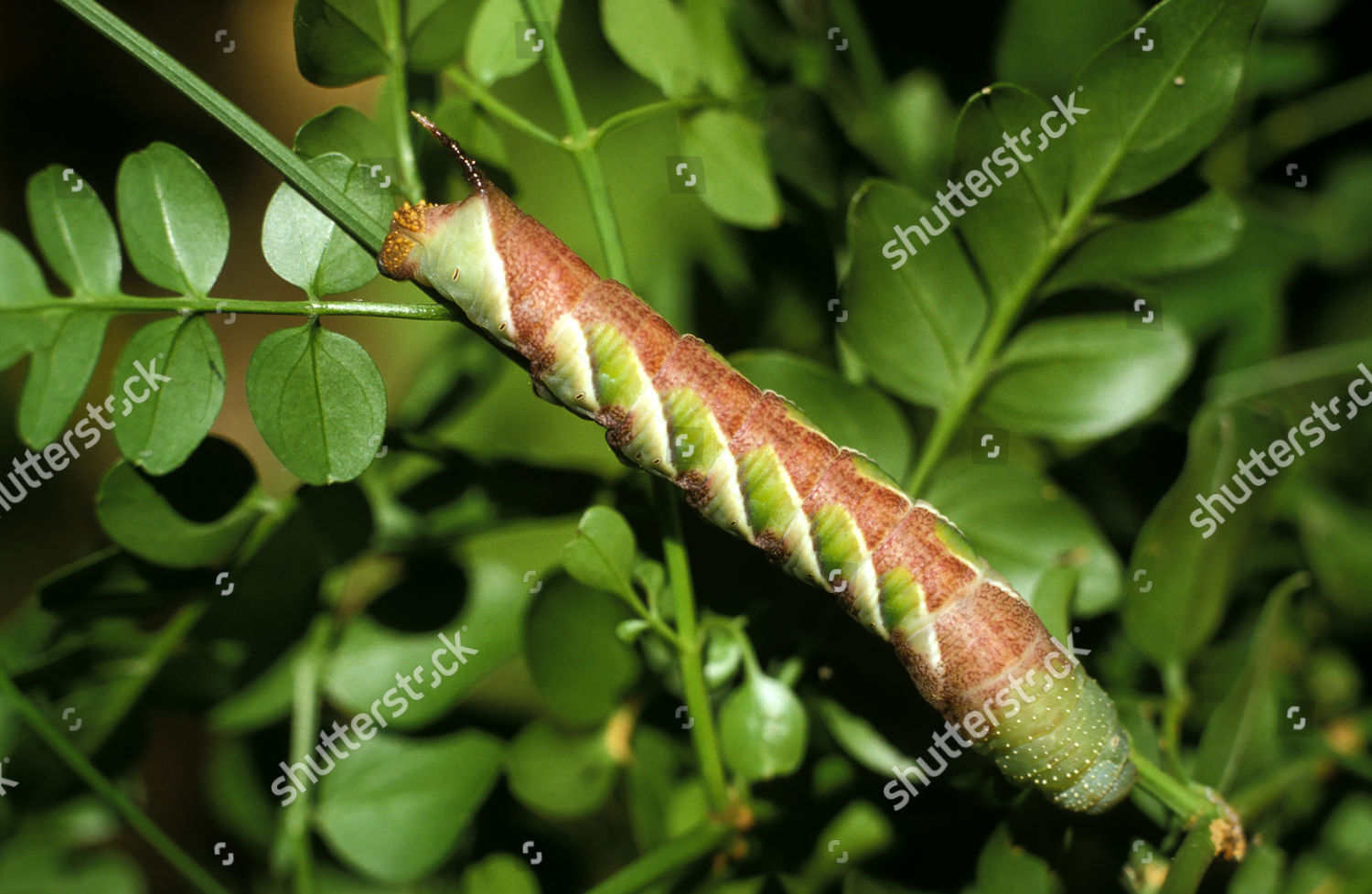 Australasian Privet Hawk Moth Larva Australia Editorial Stock Photo ...