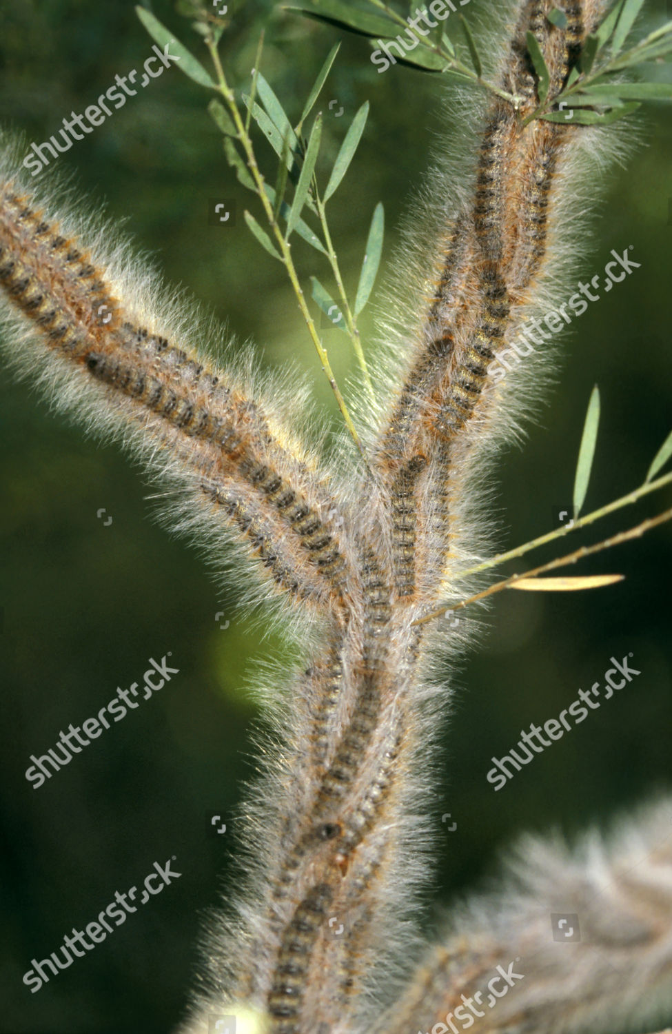 Bagshelter Moth Mature Larvae Australia Mainlandwide Editorial Stock ...