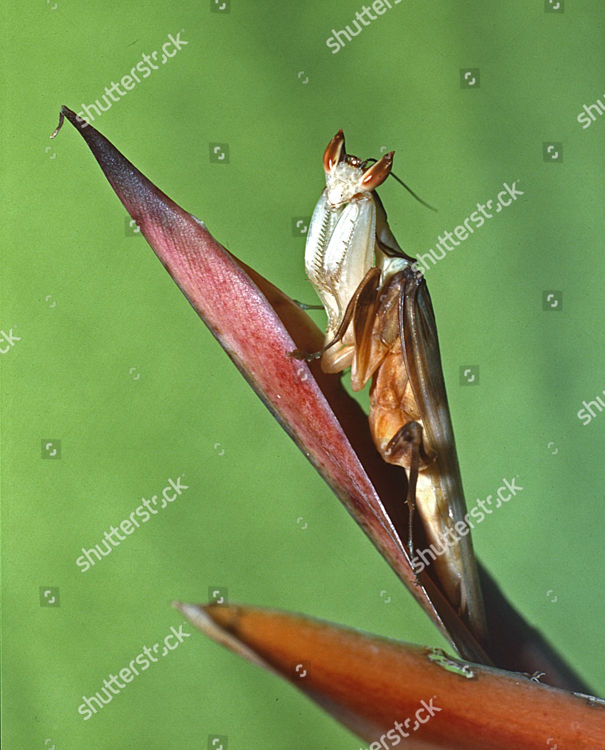 Orchid Mantis Fully Winged Male Much Editorial Stock Photo - Stock ...