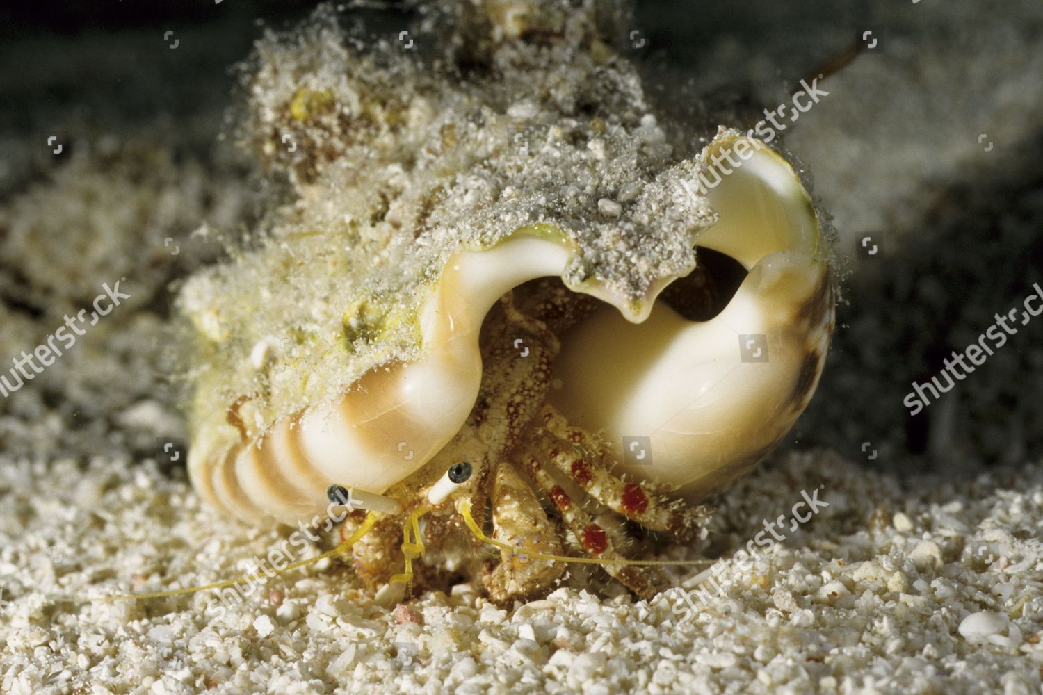 Hairy Red Hermit Crab Great Barrier Editorial Stock Photo - Stock Image ...