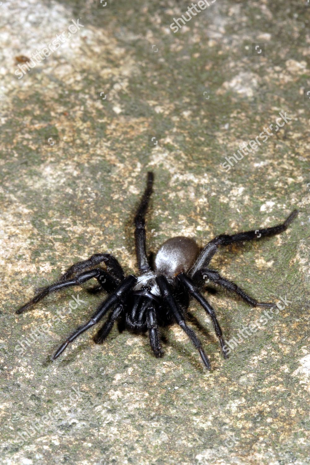 Silverback Trapdoor Spider On Ground Potentially Editorial Stock Photo ...