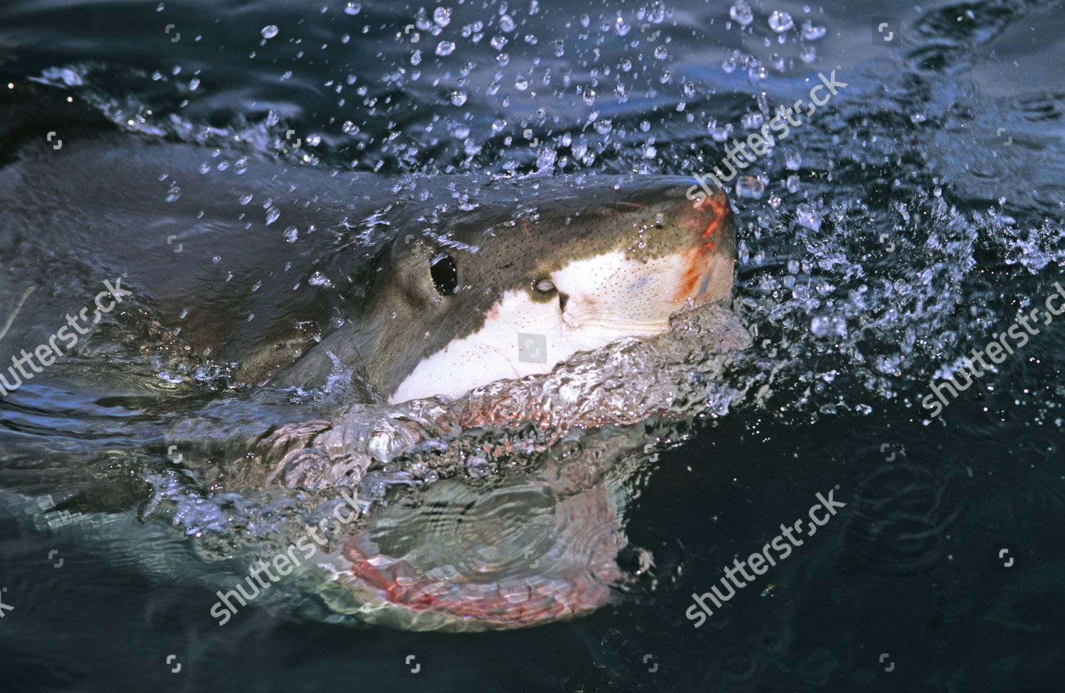 Great White Shark Head Above Water Editorial Stock Photo - Stock Image ...