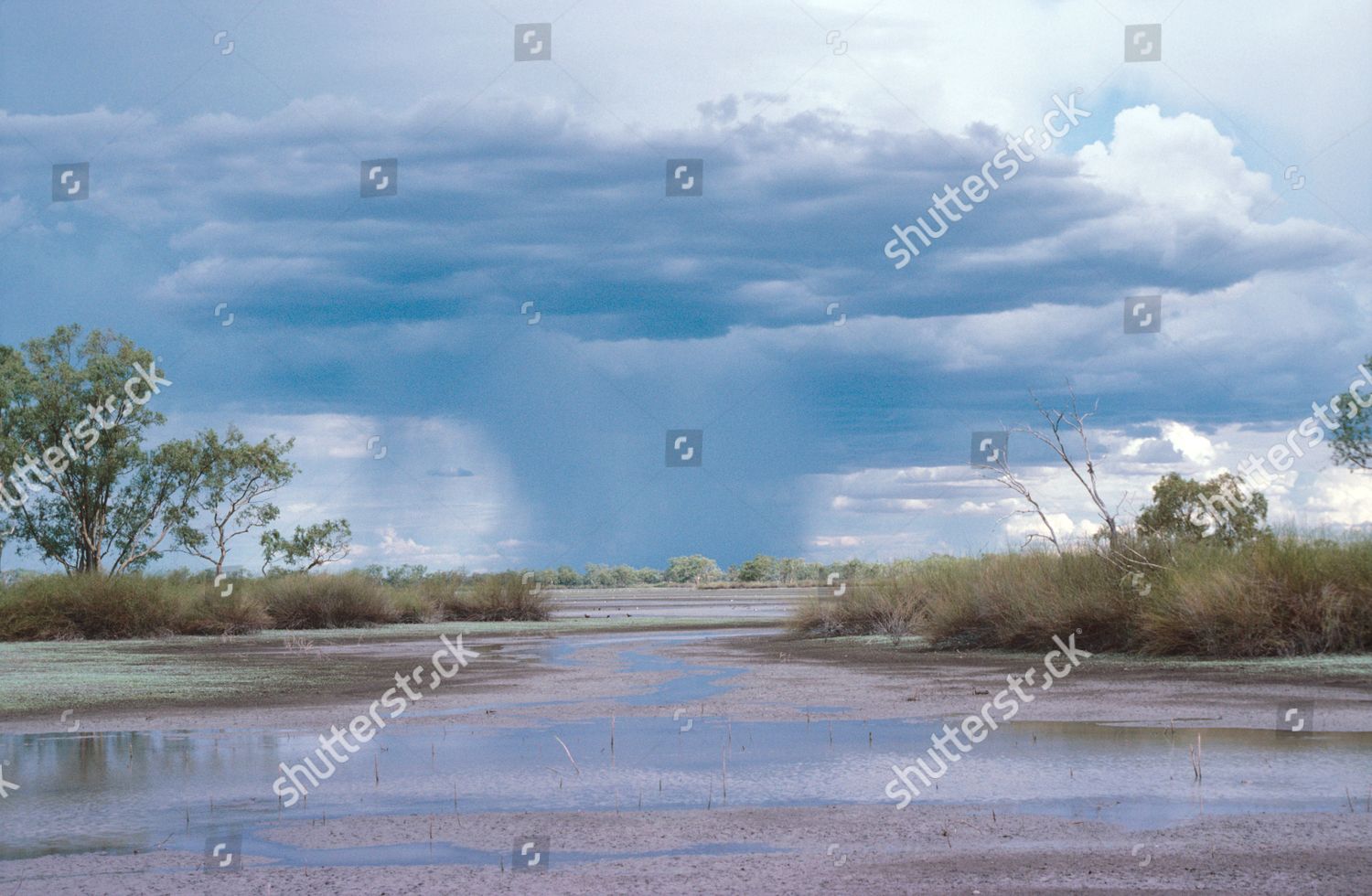 Rainstorm Over Swamp Lignum That Supports Editorial Stock Photo - Stock ...