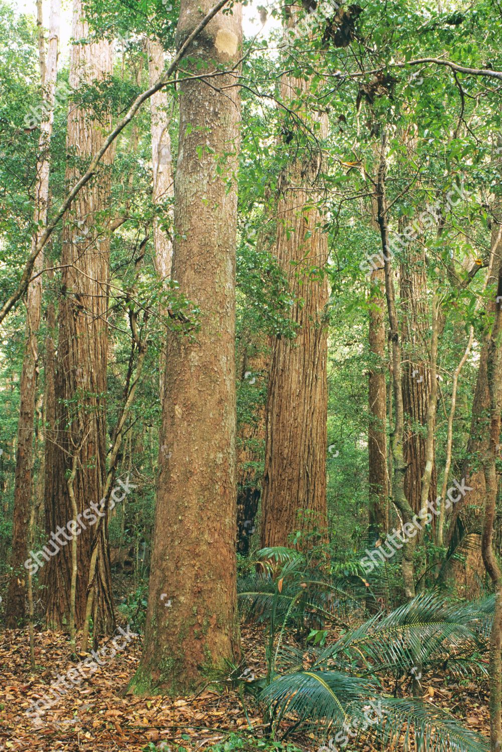 Satinay Trees Brush Boxlophostemon Conferta Andmacrozamia Editorial ...
