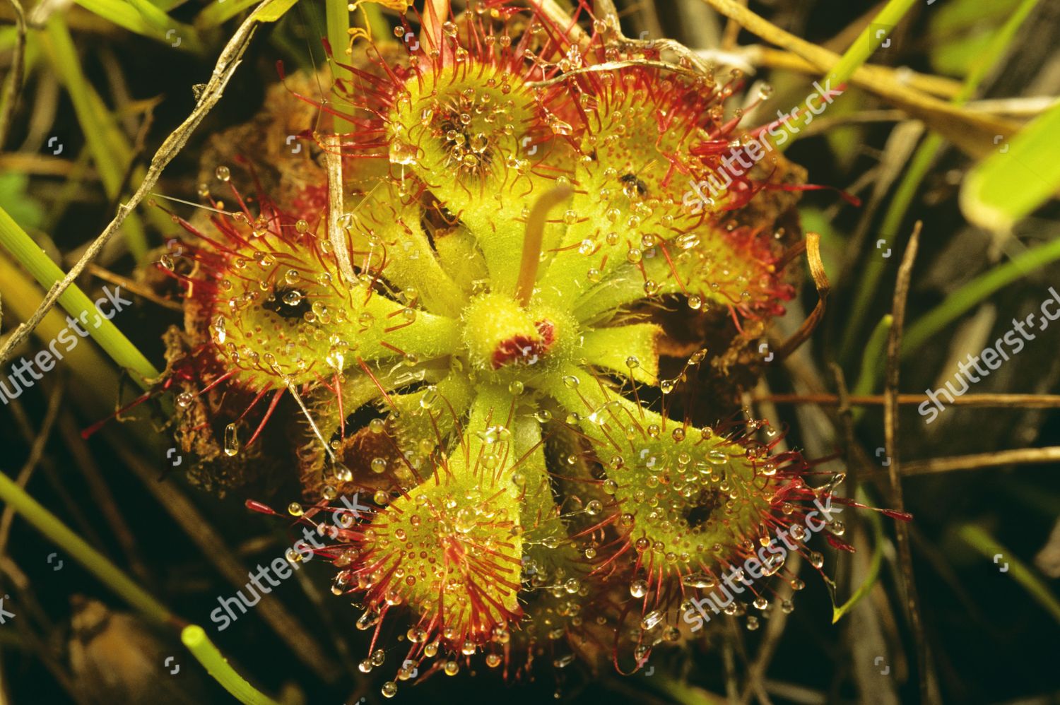 SUNDEW TRAPS INSECTS FLUID EXTERNALLY DIGESTS Editorial Stock Photo ...