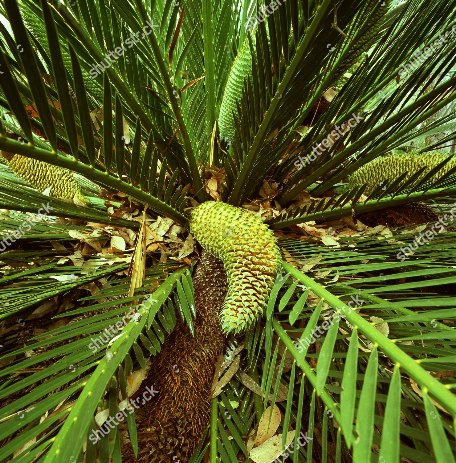 Zamia Palm Cones Male Plant Carnarvon Editorial Stock Photo - Stock ...