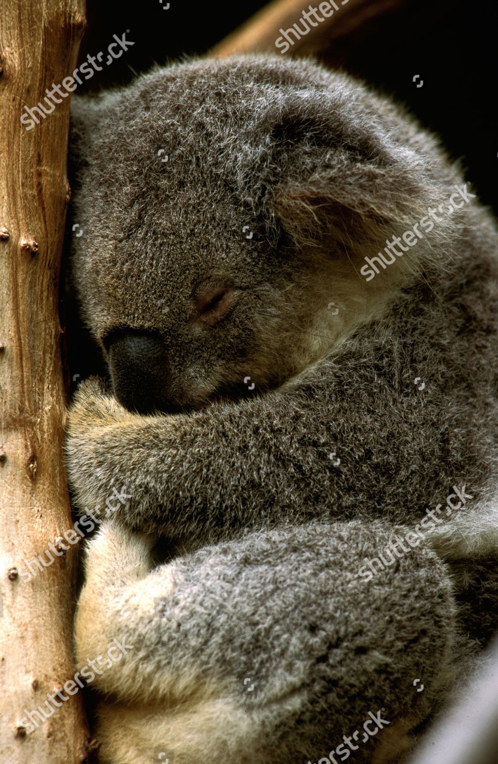 Koala Young Animal Slumbering Through Long Editorial Stock Photo ...
