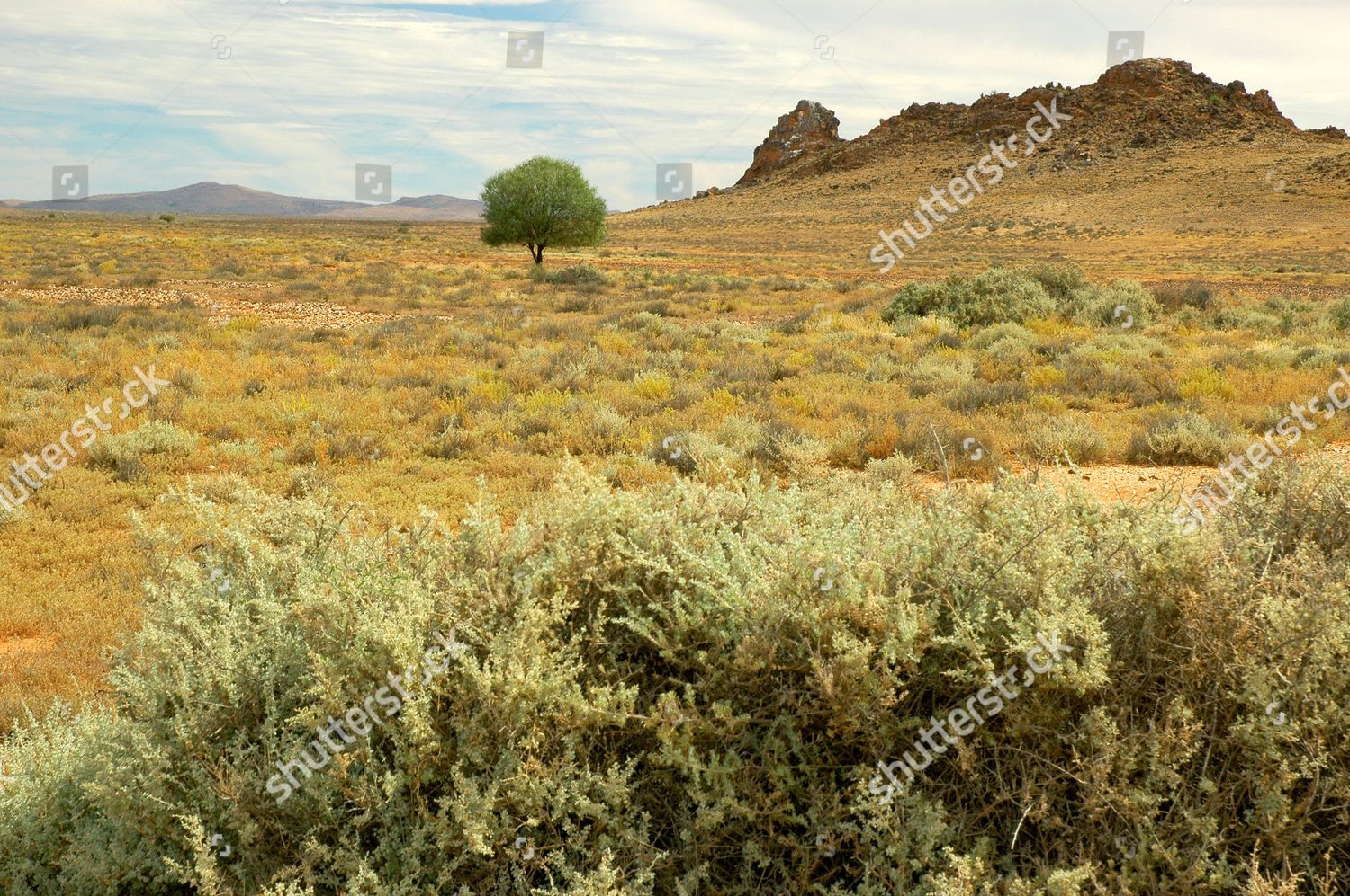 Pinnacle Extensive Chenopod Plains Mature Saltbush Editorial Stock ...