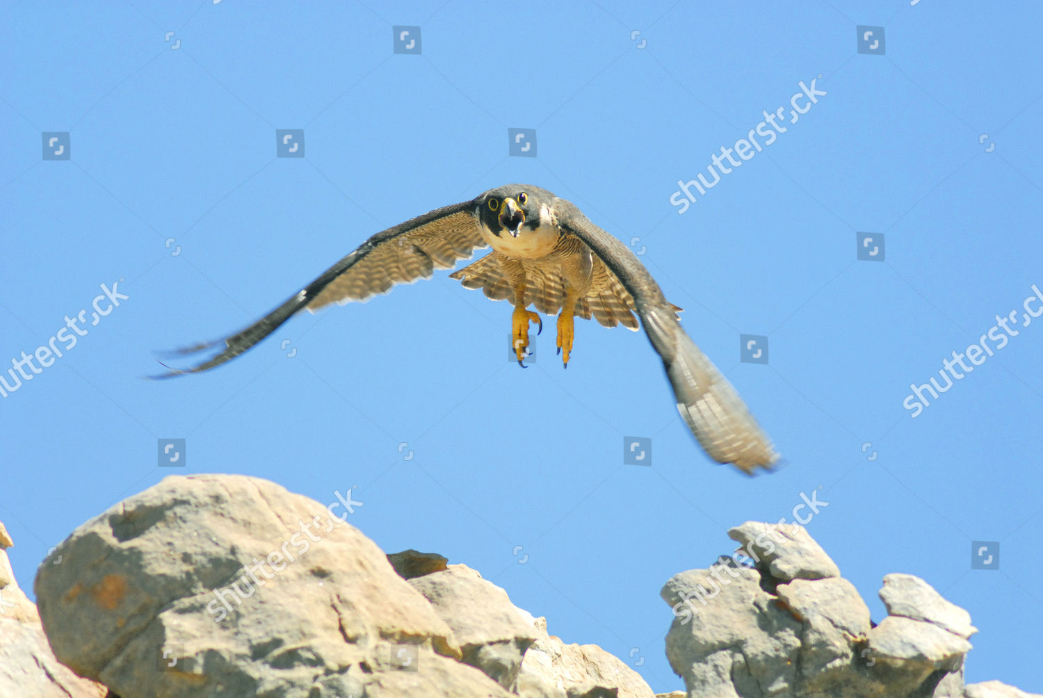 Peregrine Falcon Stooping Defense Nesting Territory Editorial Stock ...