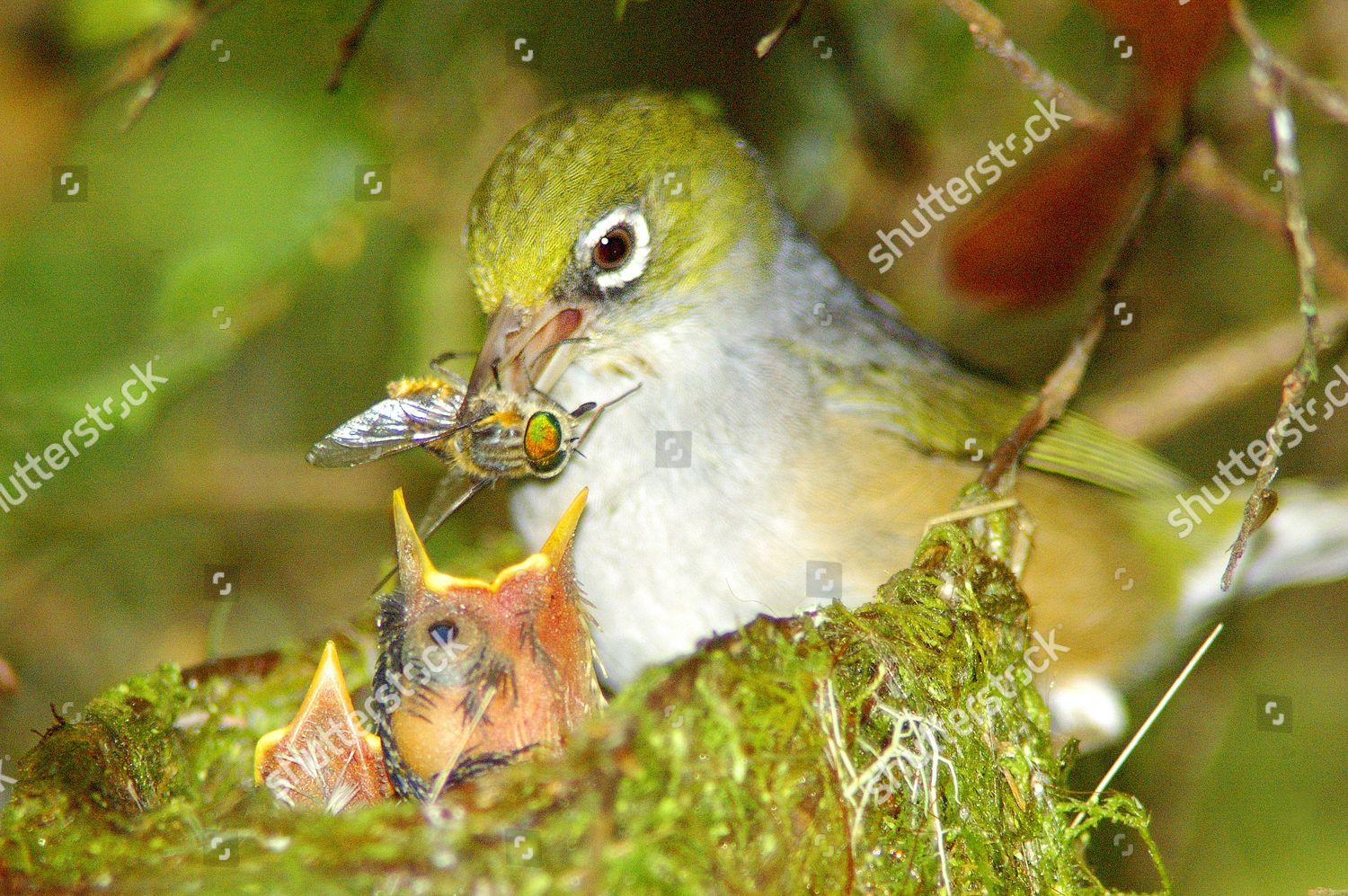 Silvereye Feeding Chicks March Fly Liffey Editorial Stock Photo - Stock ...