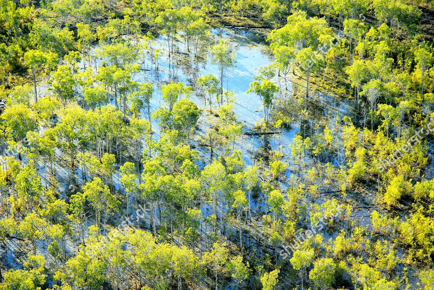 Swamp Woodland Seasonal Wetland Northern Broadmere Editorial Stock ...