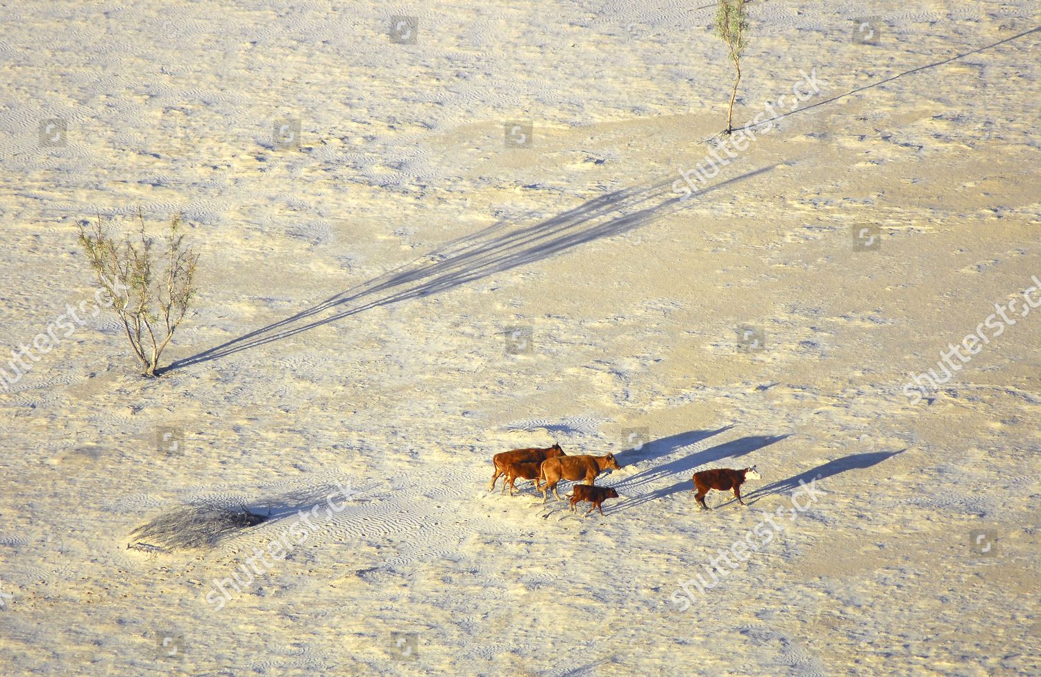 Cattle Wandering Through Marginal Grazing Landscape Editorial Stock ...
