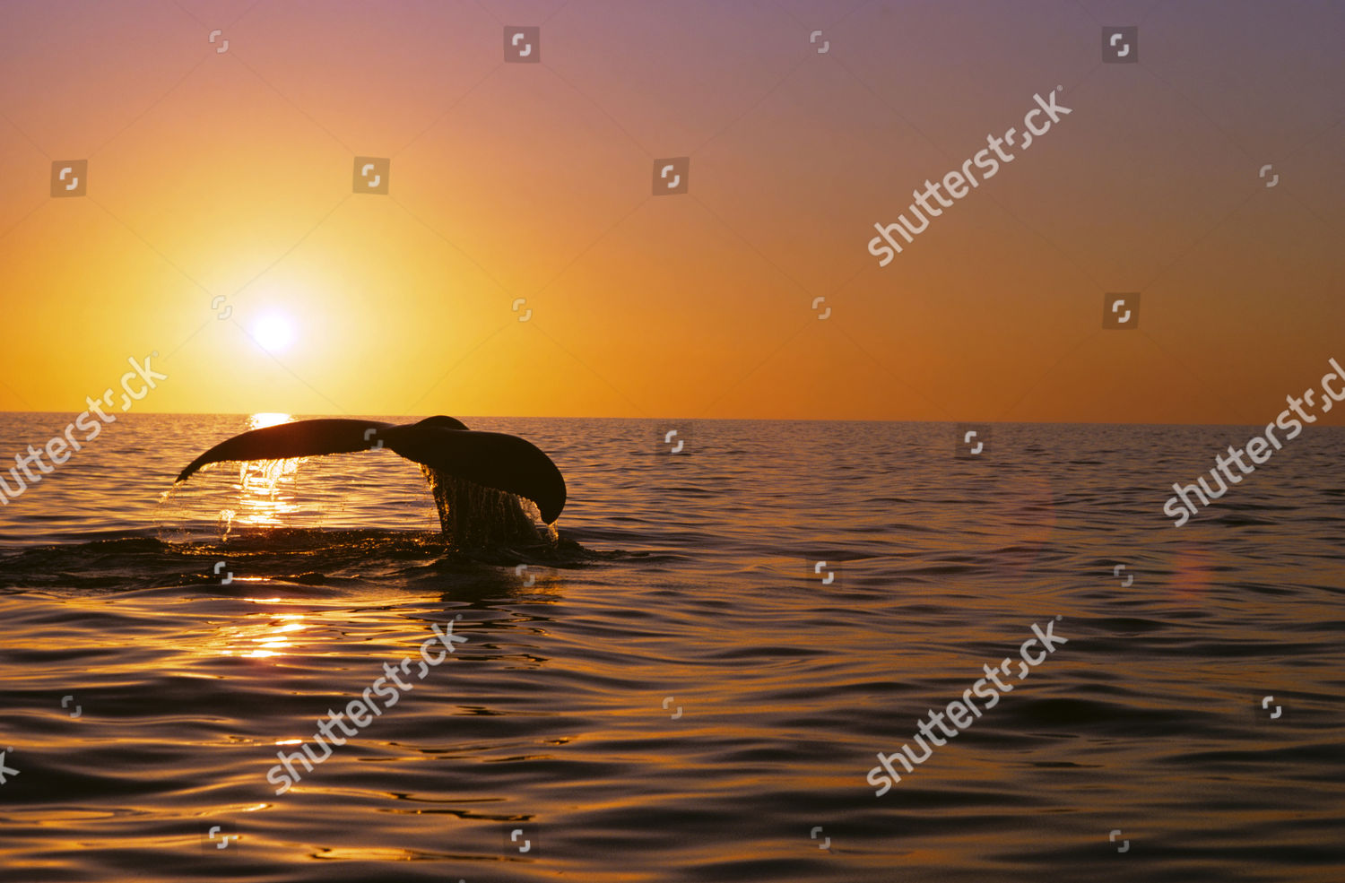 Humpback Whale Tail Sunset Fraser Island Editorial Stock Photo - Stock ...