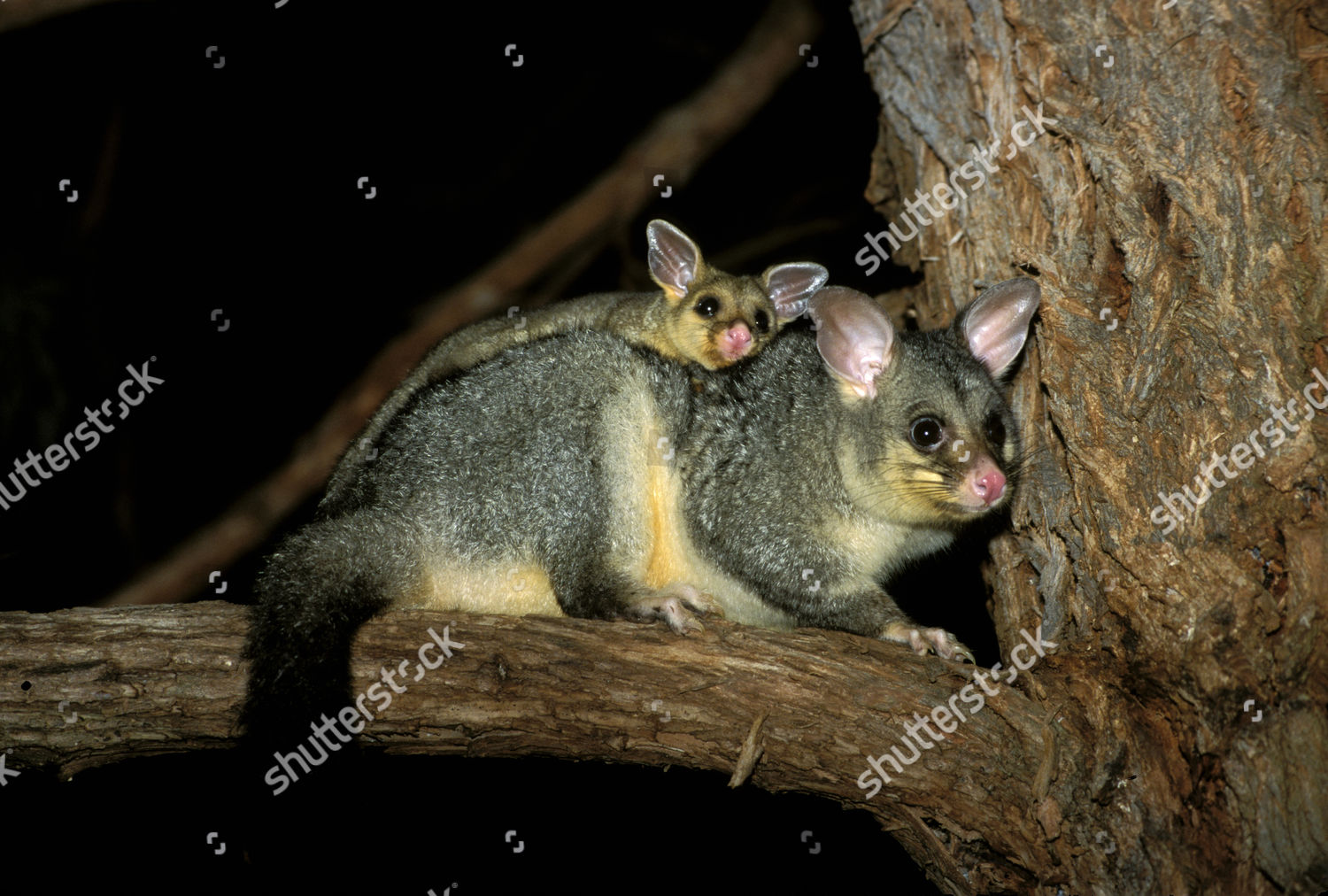 Common Brushtail Possum Baby On Back Editorial Stock Photo - Stock ...