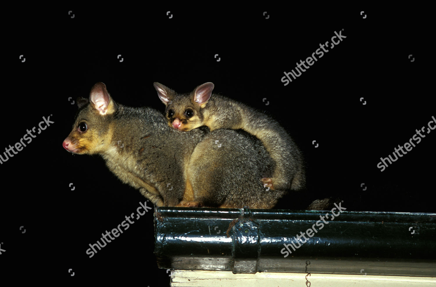 Common Brushtail Possum Female Baby On Editorial Stock Photo - Stock ...
