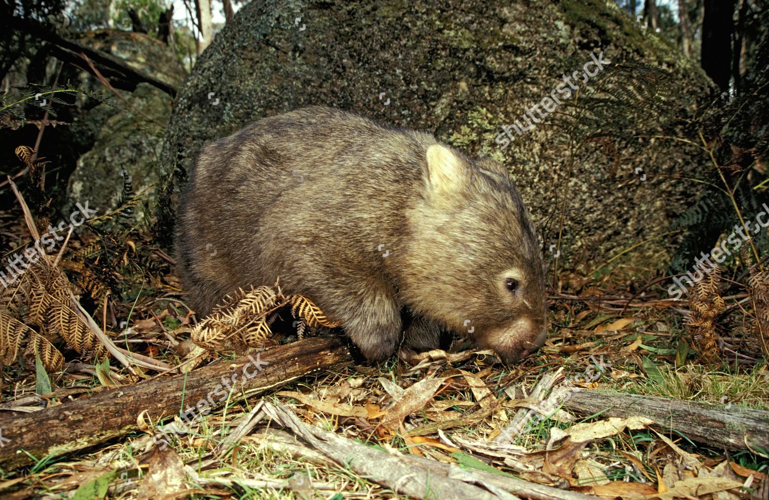 Common Wombat Foraging Beside Boulder Tidbinbilla Editorial Stock Photo ...