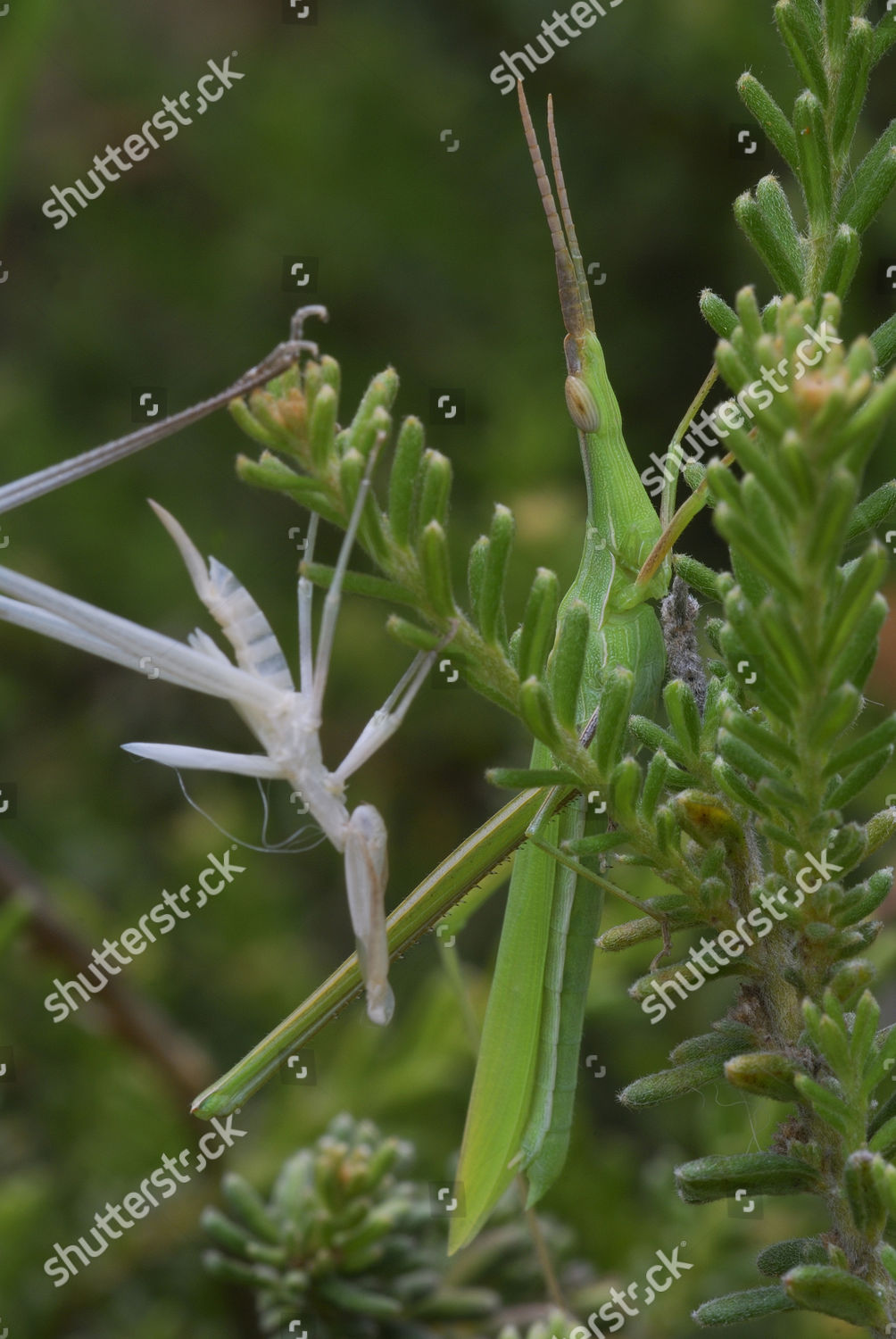Giant Green Slantface Moulted Skin Suburban Editorial Stock Photo ...