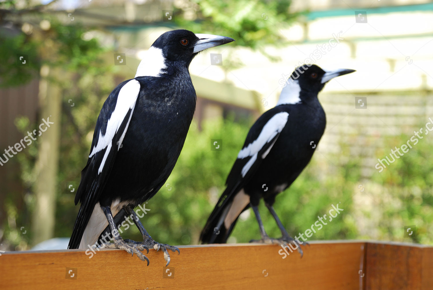 Australian Magpie Pair Suburban Garden Canberra Editorial Stock Photo ...