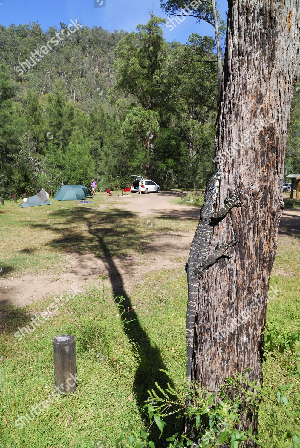Lace Monitor Climbing Tree Campground Deua Editorial Stock Photo ...