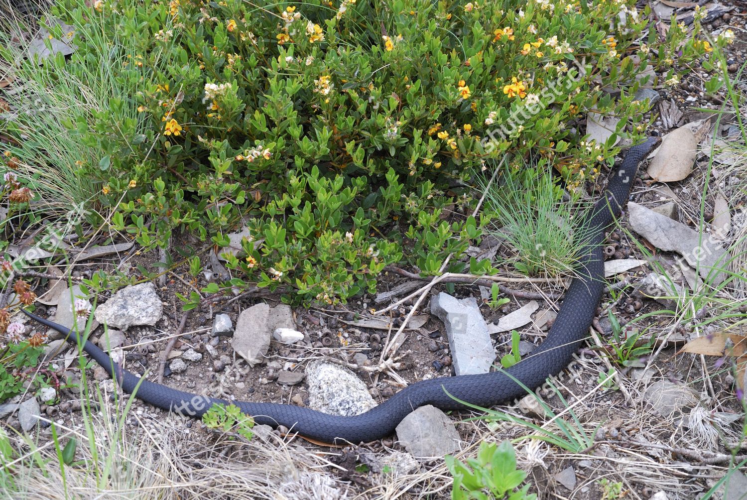 Highland Copperhead Mount Ginini Namadgi National Editorial Stock Photo - Stock Image | Shutterstock