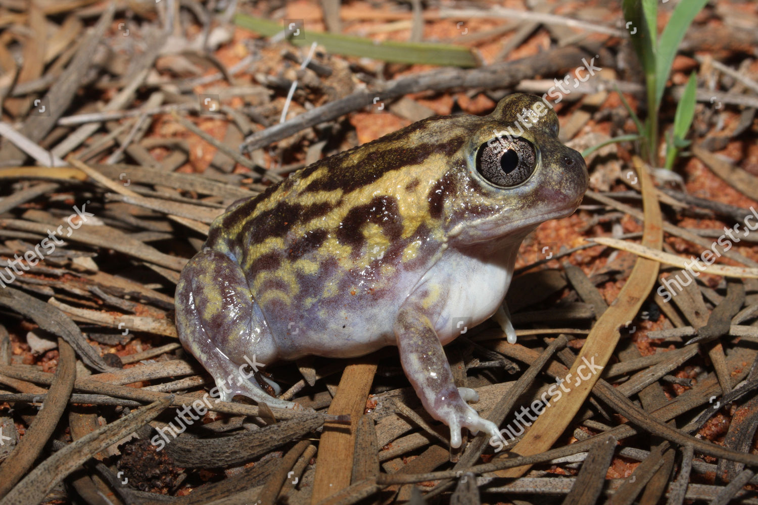 Goldfields Bullfrog Mount Magnet Western Australia Editorial Stock ...