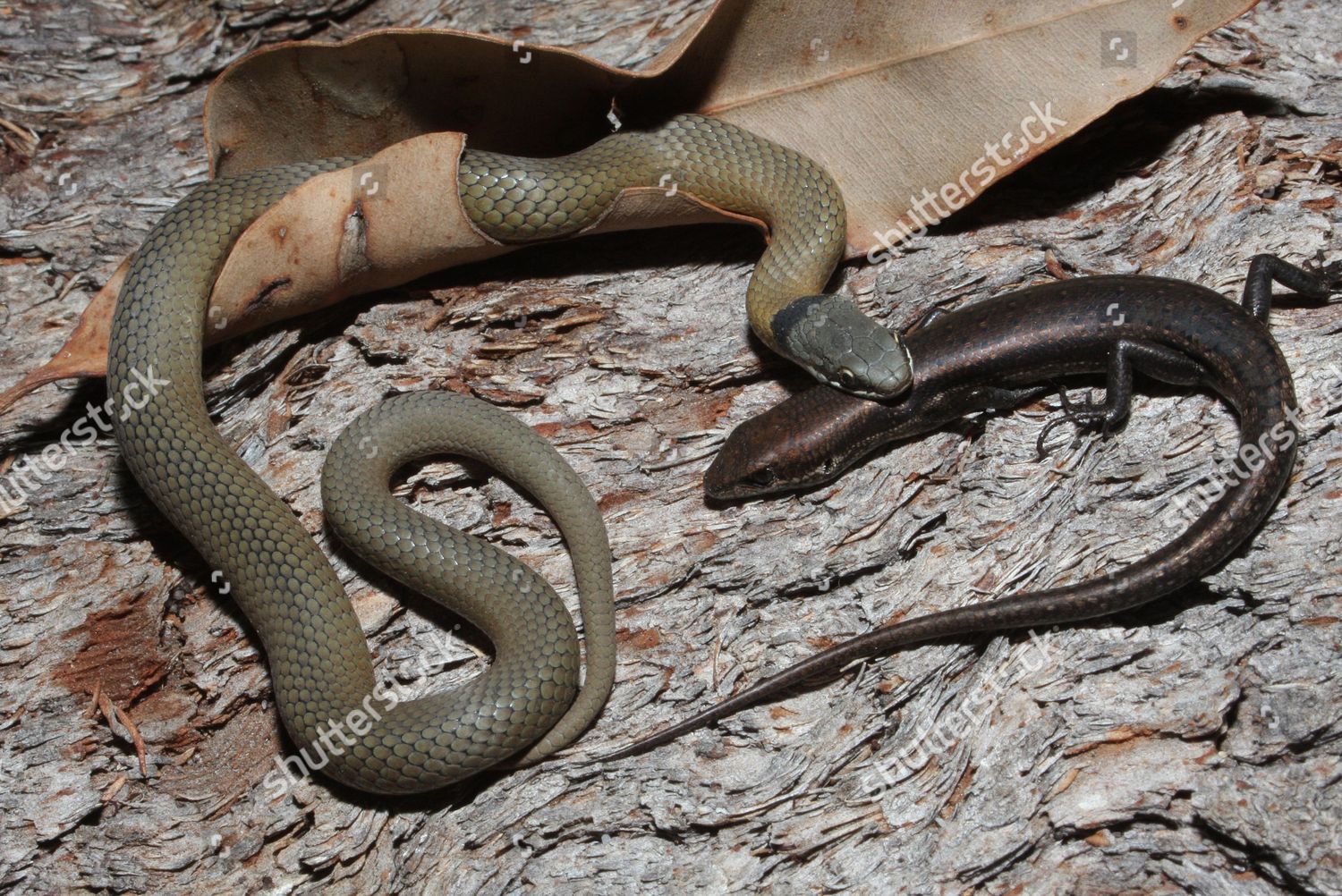 Crowned Snake Preying On Skink Myalup Editorial Stock Photo - Stock ...
