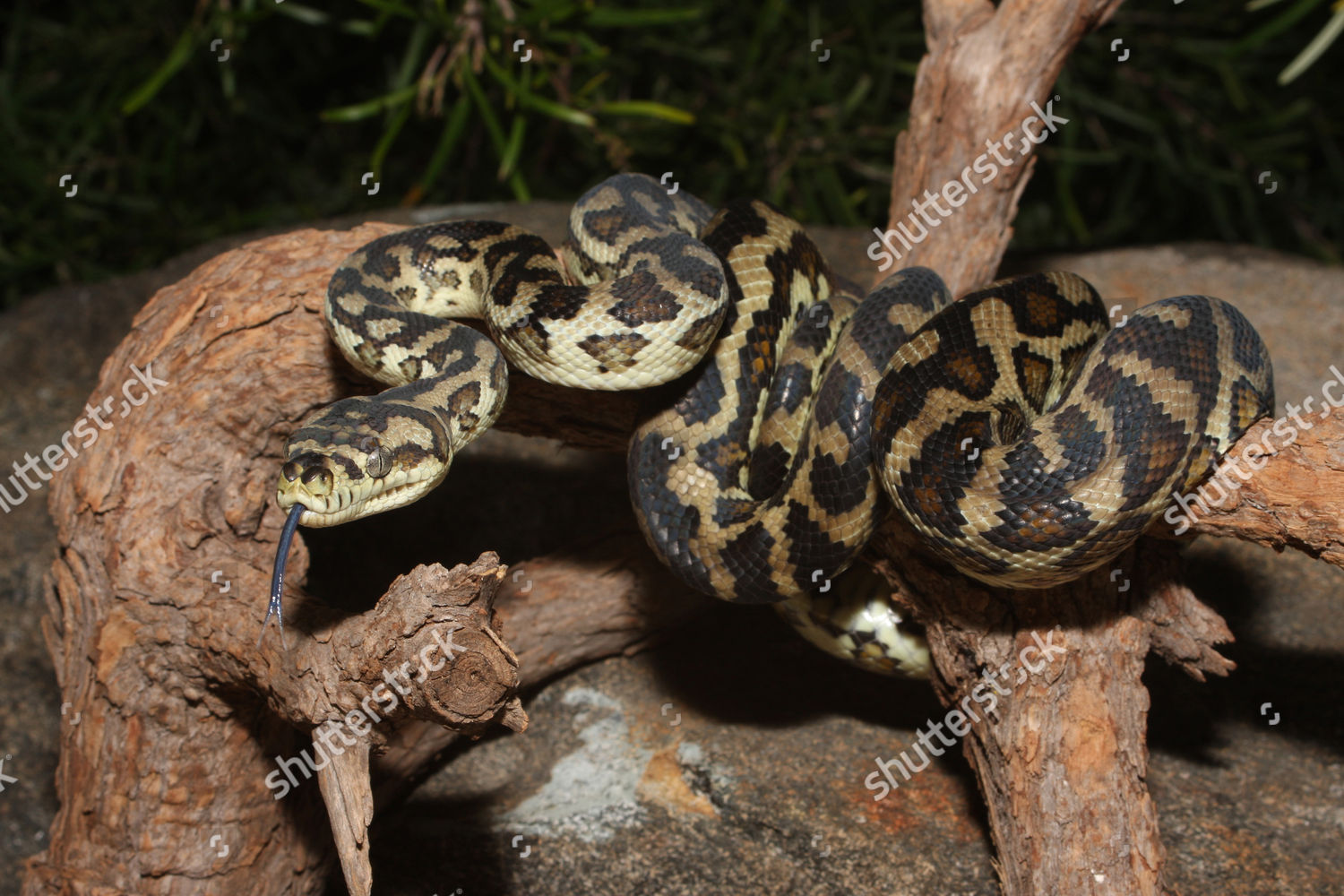 South Western Carpet Python Tongue Extended Editorial Stock Photo ...